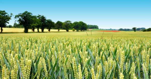 Biomass Power: A Beginner's Guide - Electric Guide