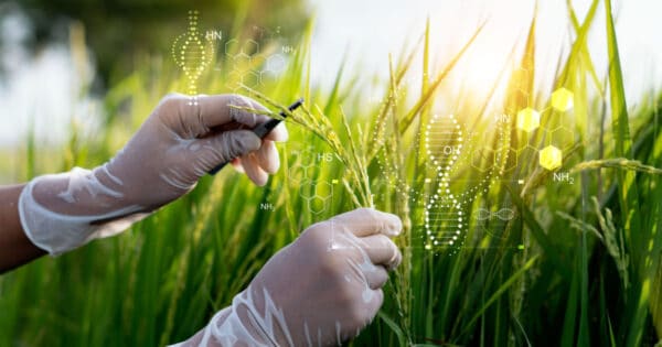 Types of Biomass: A Detailed Look - Electric Guide