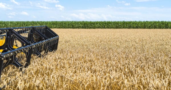 Types of Biomass: A Detailed Look - Electric Guide