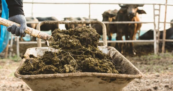 Types of Biomass: A Detailed Look - Electric Guide